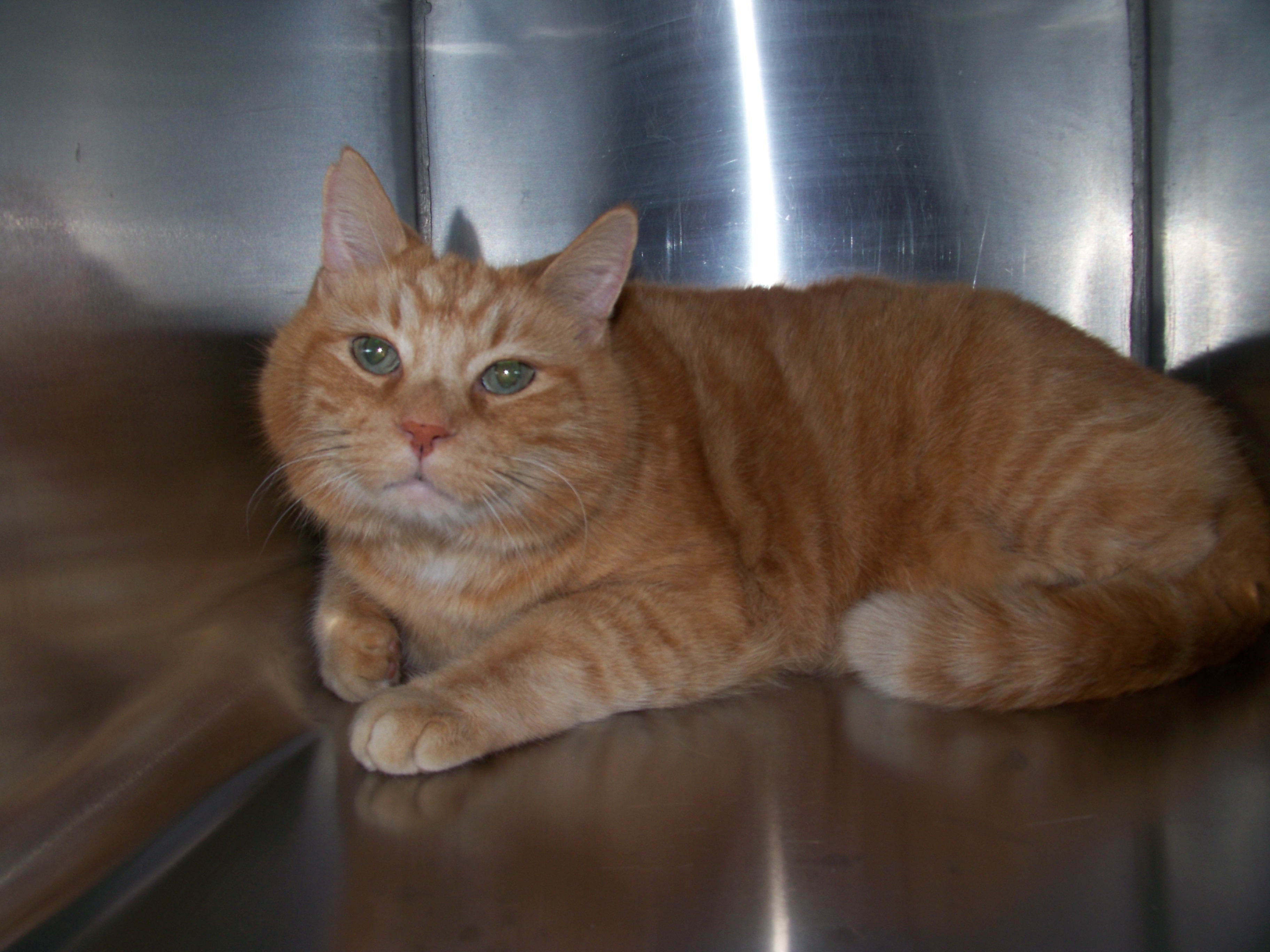 Wilbur – Animal Refuge Center, Inc – Forever Homes